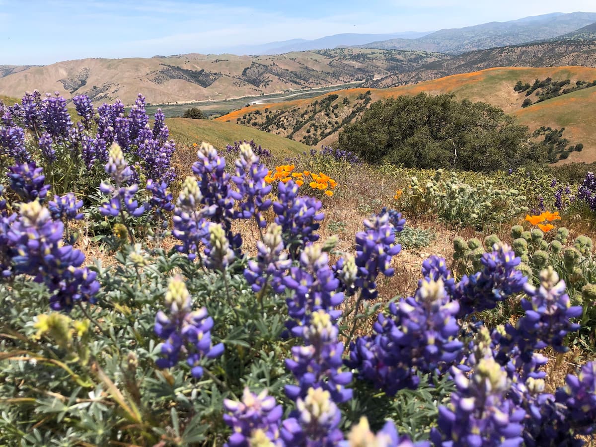 Home - Lone Juniper Ranch